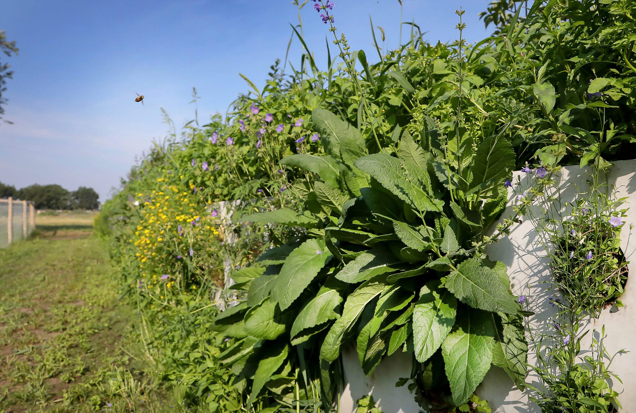 Bosch Beton - The bio retaining wall contributes to biodiversity
