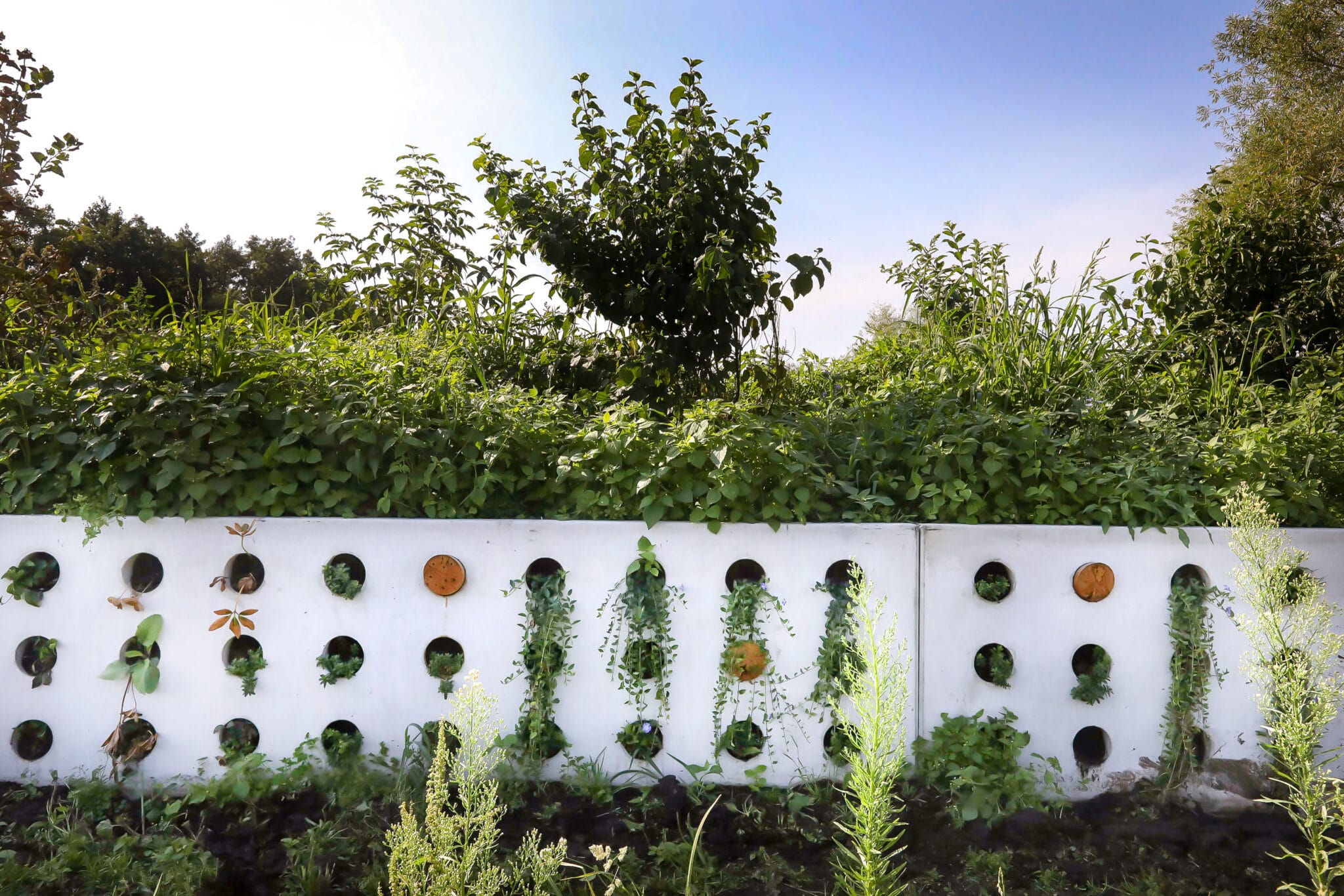 Bosch Beton - The bio retaining wall contributes to biodiversity