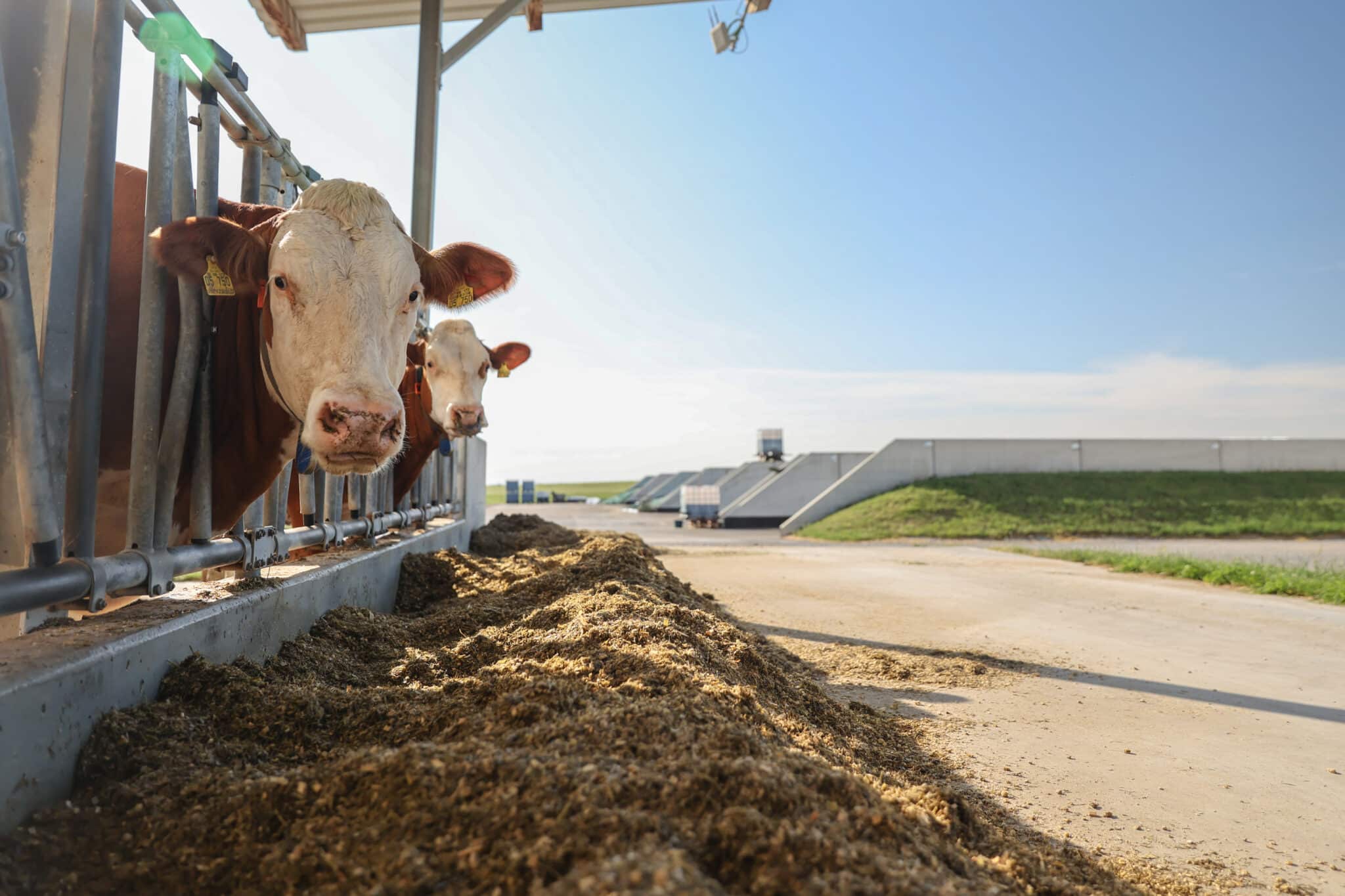 5,600 m3 of forage storage for circular livestock farm in the Black ...