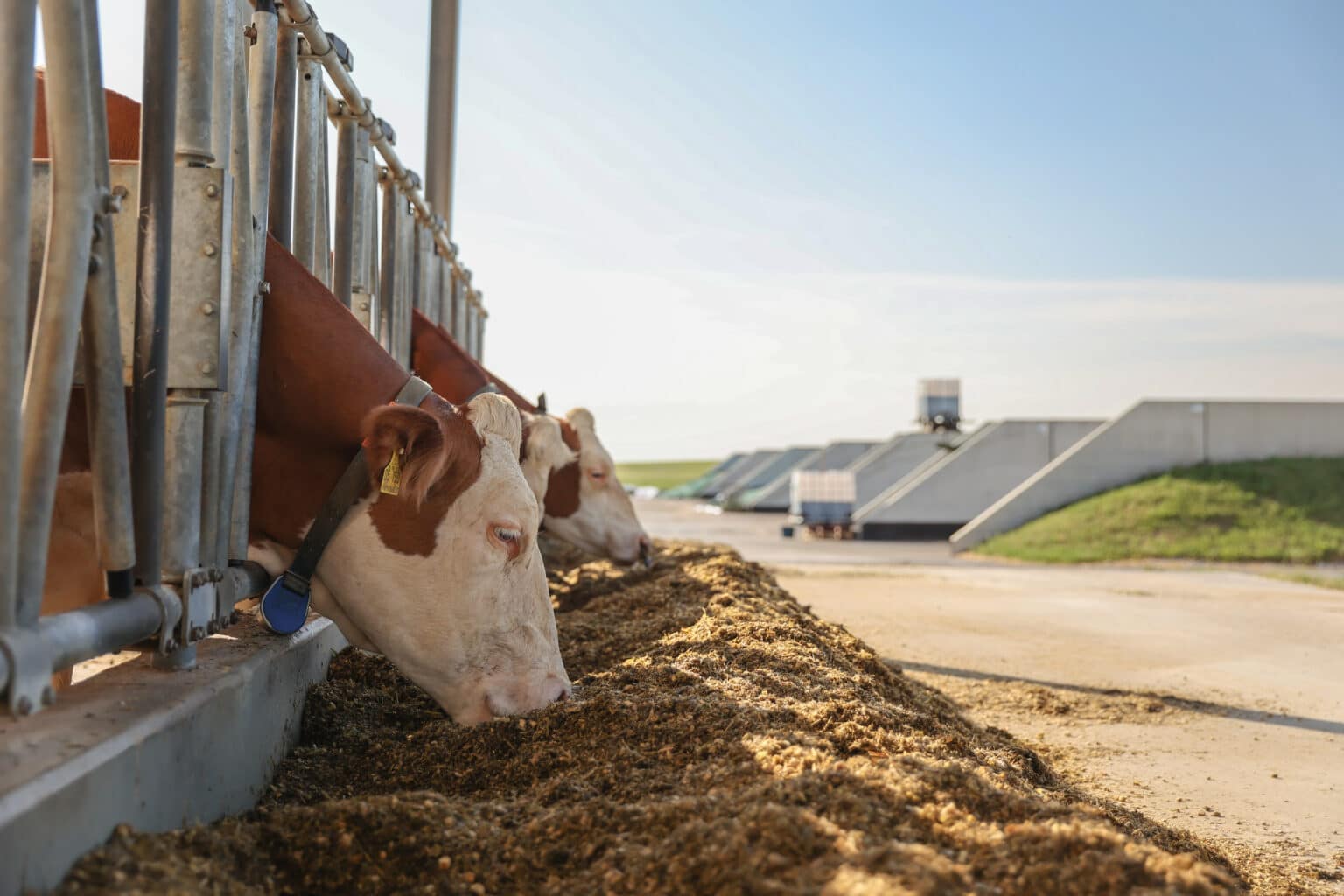 5,600 m3 of forage storage for circular livestock farm in the Black ...