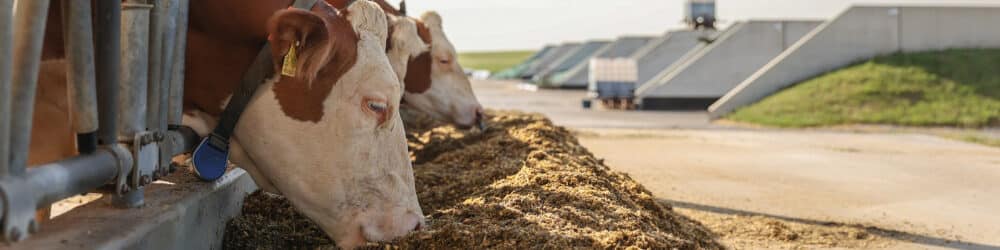 5,600 m3 of forage storage for circular livestock farm in the Black ...